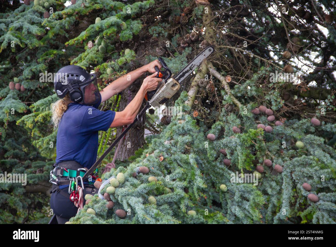 Tree surgeon up in the trees Stock Photo - Alamy
