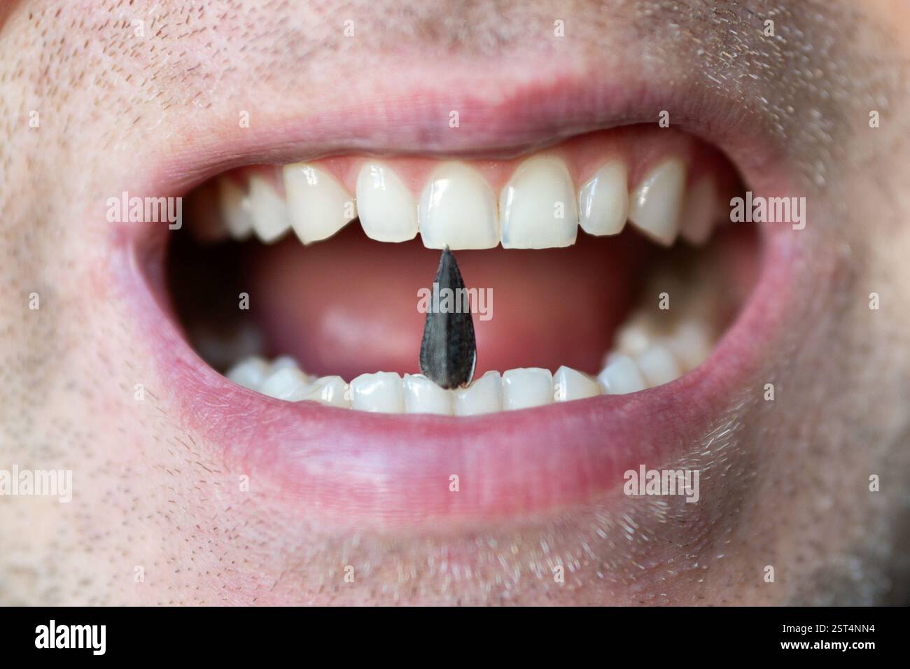 Gnawing seeds hi-res stock photography and images - Alamy
