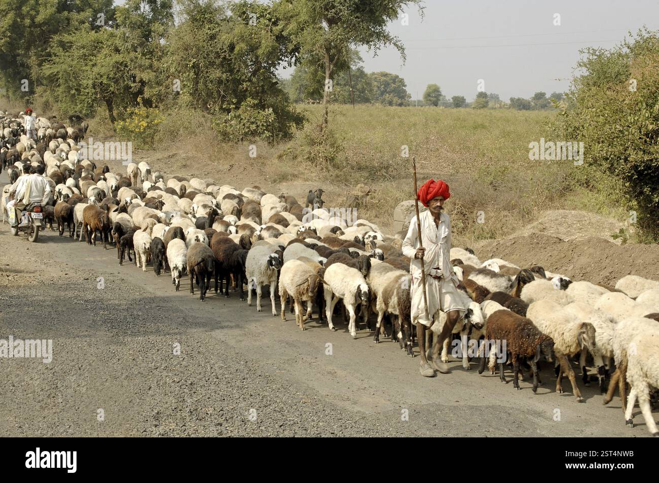 Shepherd Sheep and Goats, Akola, Akot, Maharashtra, India, Asia Stock ...