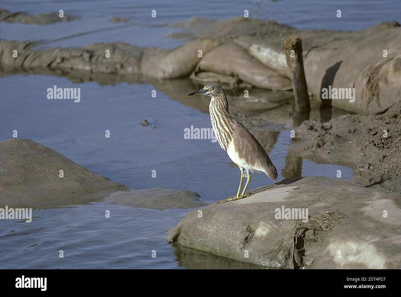 Birds, Pond Heron or Poddy Bird (Ardeola grayii), Point calimere bird ...