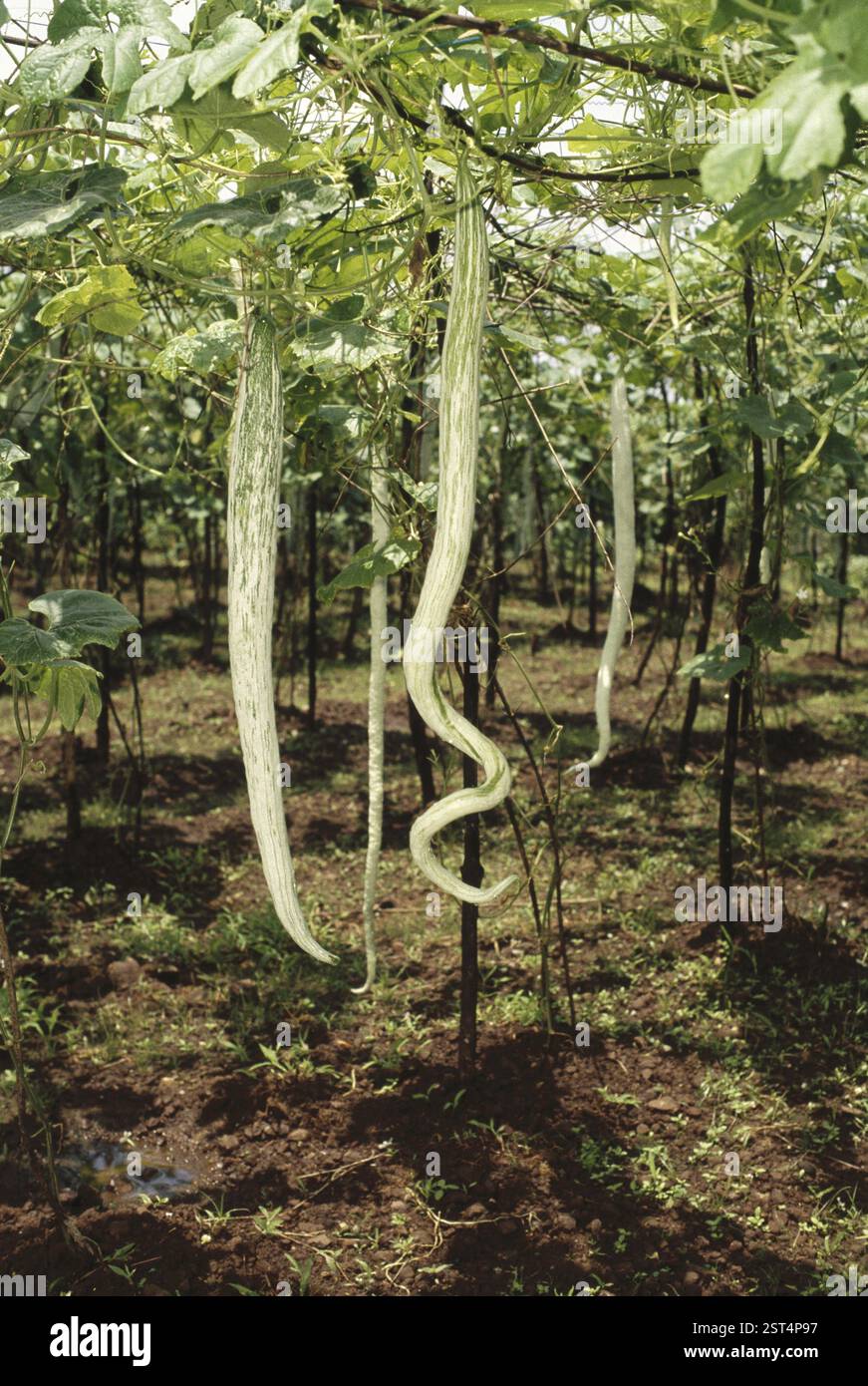 Vegetable snake gourd india hi-res stock photography and images - Alamy
