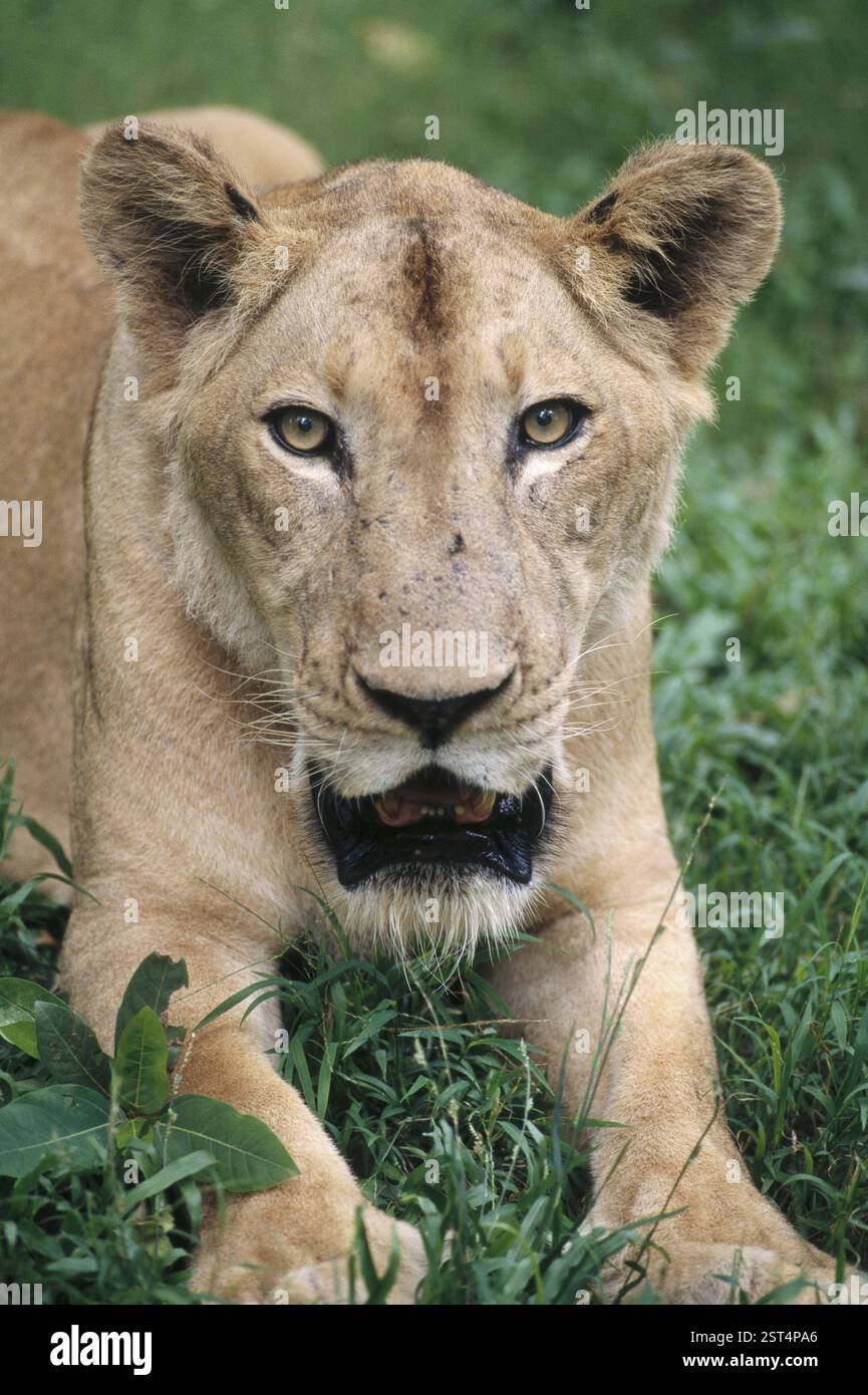 Lioness Attacking Pose (Panthera Leo), Maharashtra, india Stock Photo ...