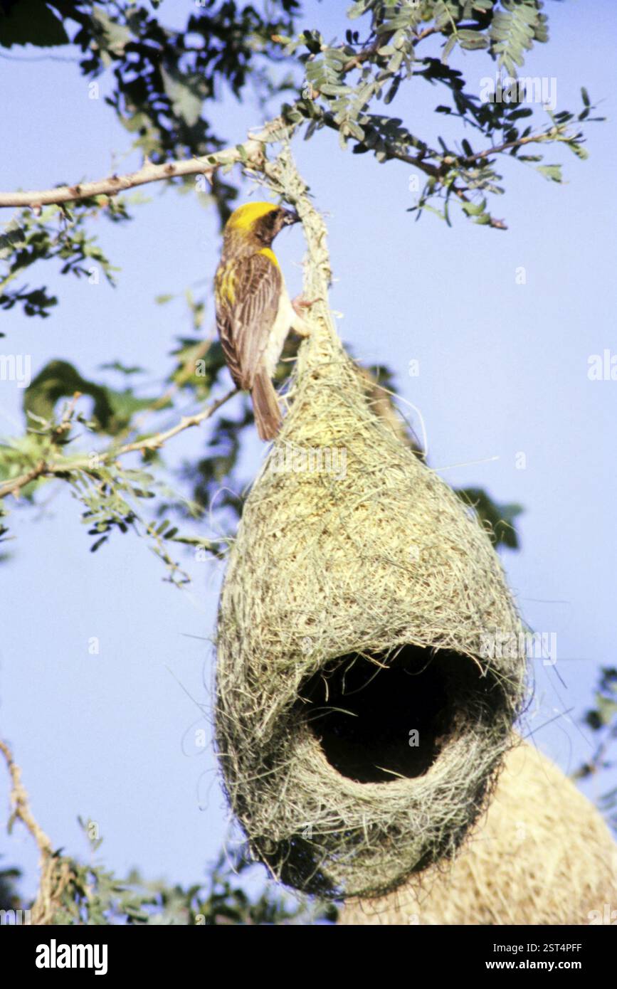 Oscines passeriformes passerines passerine songbirds wings hi-res stock ...
