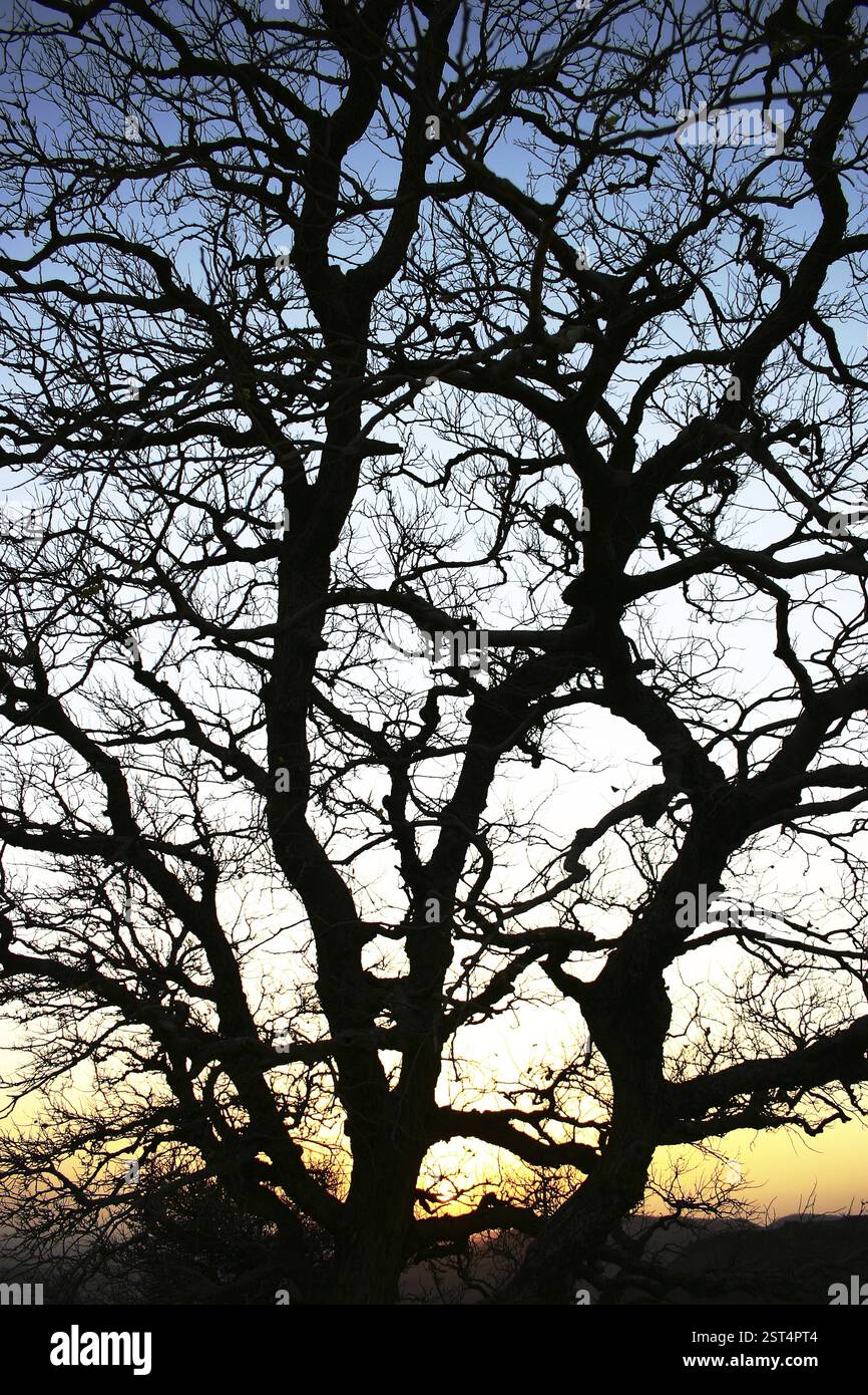 Tree branches without leaves against sunset, near Lohani caves, Mandu, Madhya Pradesh, India ...