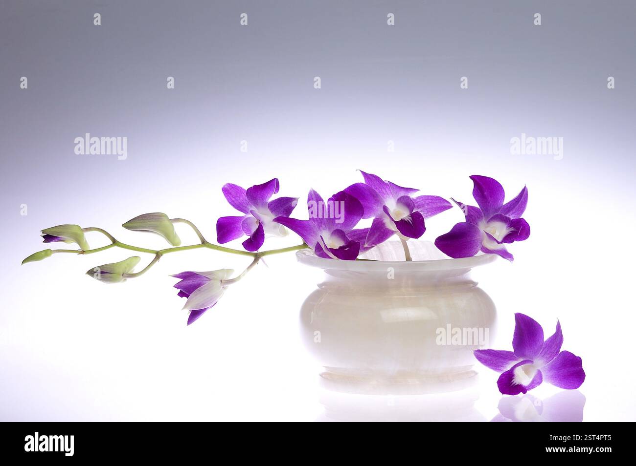 Flower Orchid table top still life Stock Photo - Alamy