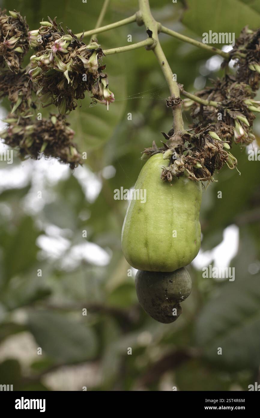 Dry fruit, cashew nuts hanging from tree growing in the fields Stock ...