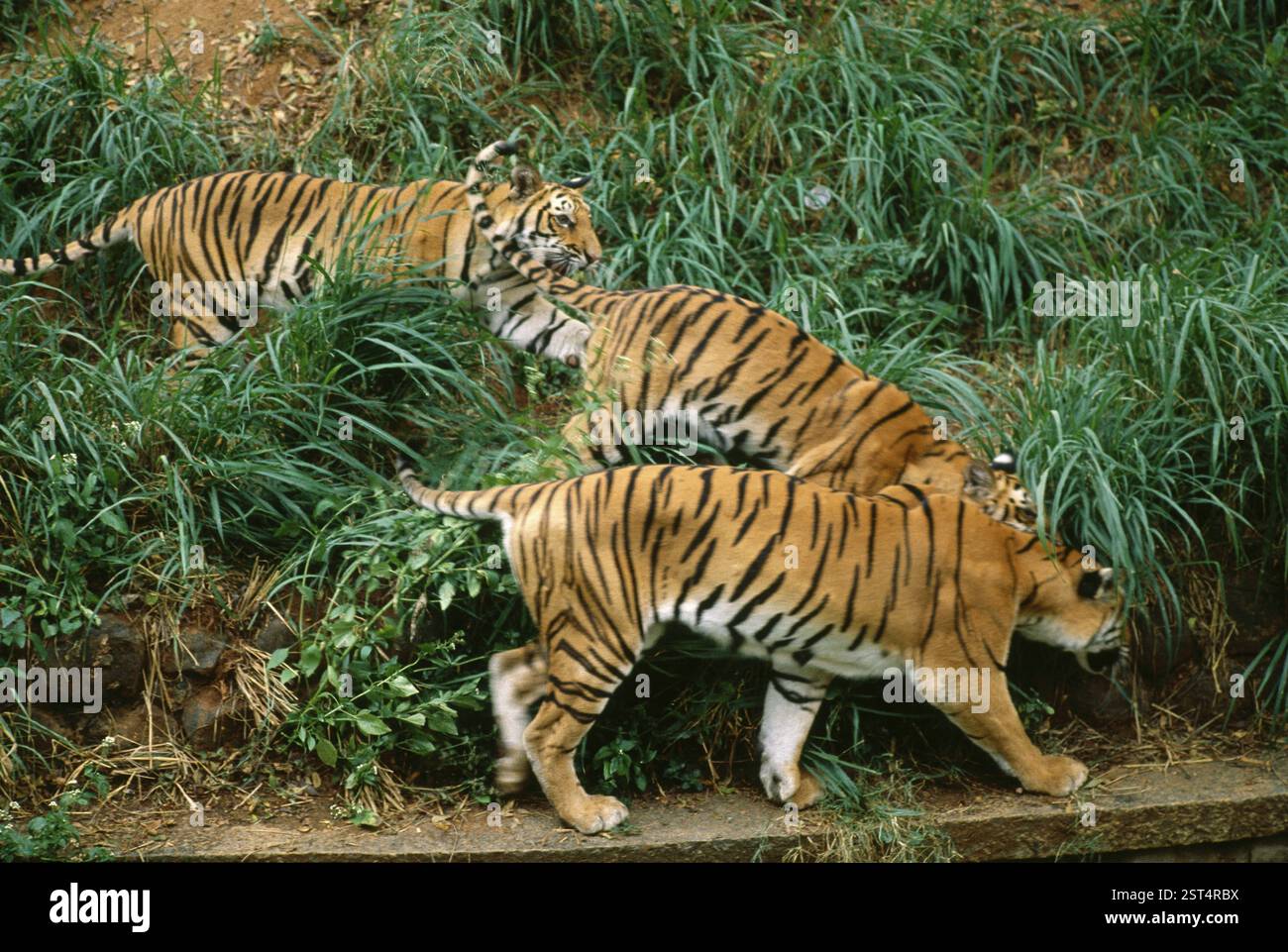 Three Tigers (Panthera Tigris), mysore zoo, karnataka, india Stock ...