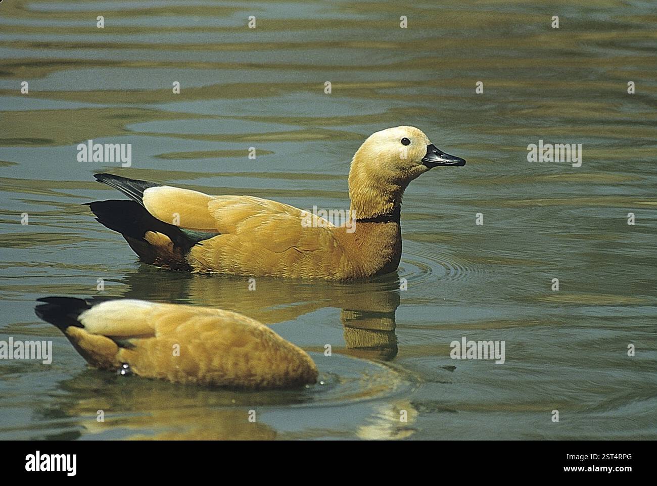 Shelduck species hi-res stock photography and images - Alamy