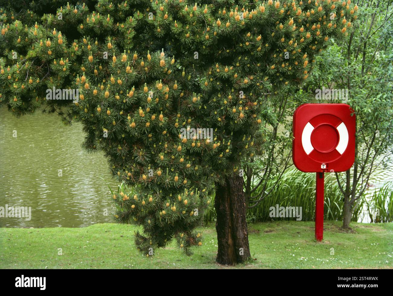 Flowering trees and sign board Stock Photo - Alamy