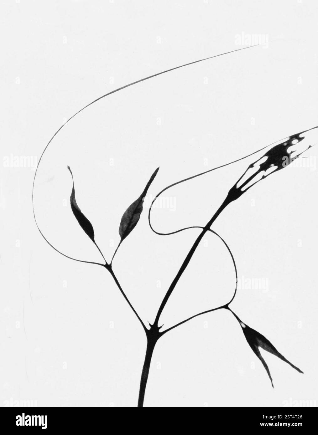 In plant forms Black and White Stock Photos & Images - Alamy