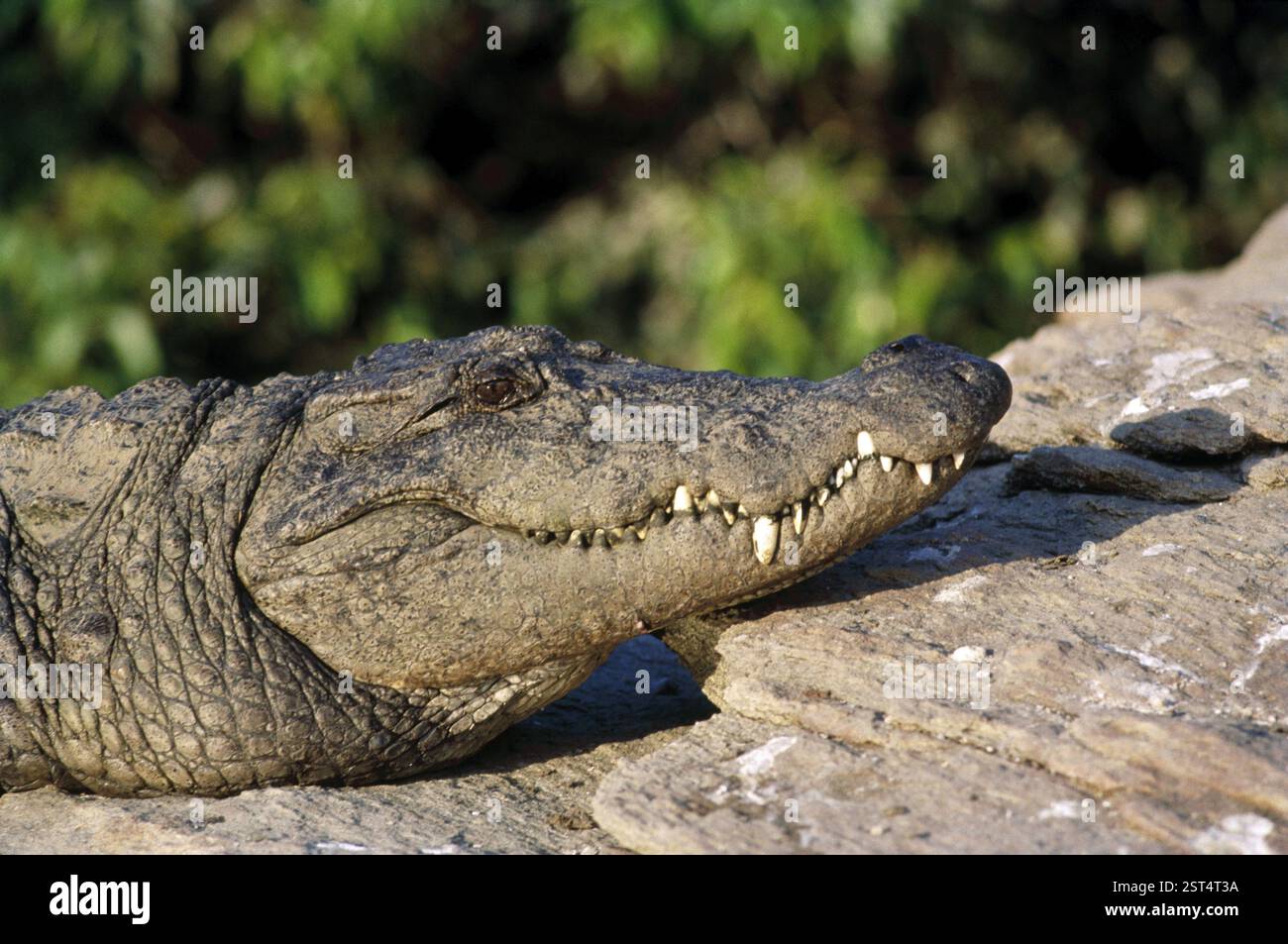 Reptile, crocodile, Mugger, Marsh crocodile, crocodylus palustris ...