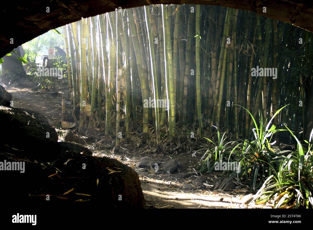 Morning sunr rays, light falling through the bamboo trees in the Osho ...