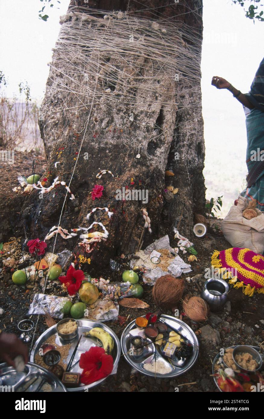 Vat banyan Tree on Vat Savitri Festival or Vat Purnima Festival ...