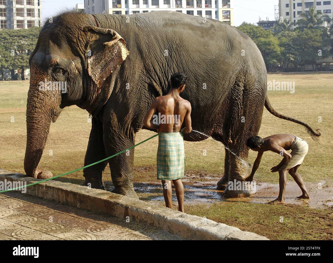 Asian Elephant (Elephas maximus) being given a bath by his Mahavat ...