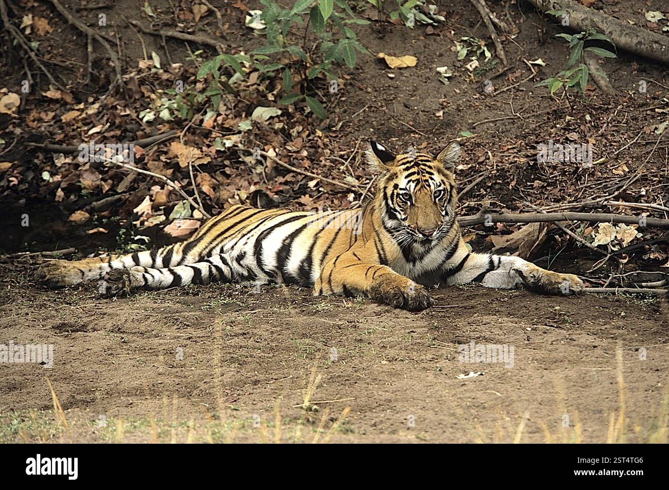Tiger taking rest panthera hi-res stock photography and images - Alamy