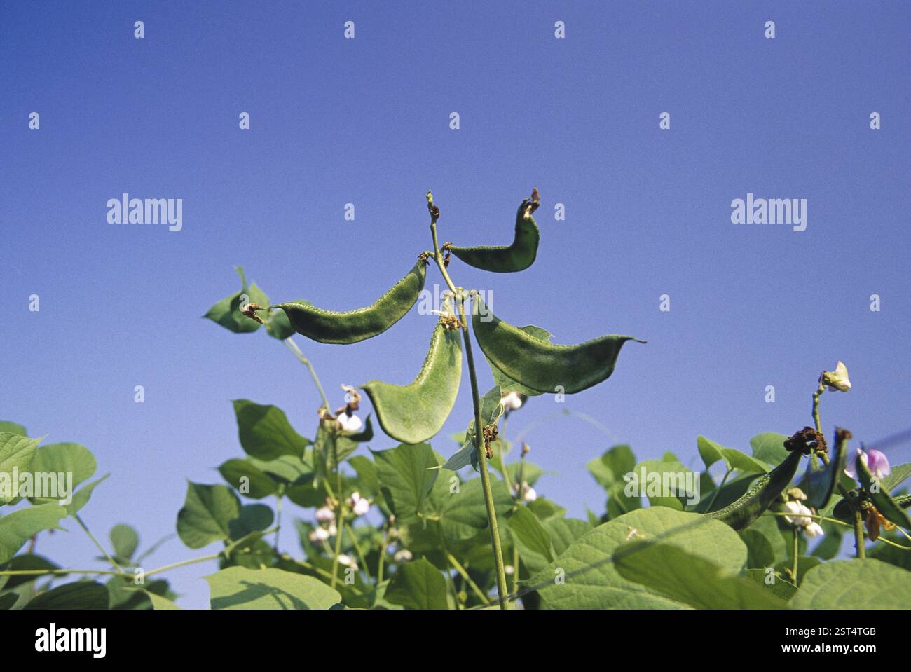 Vegetable, field beans, india Stock Photo - Alamy