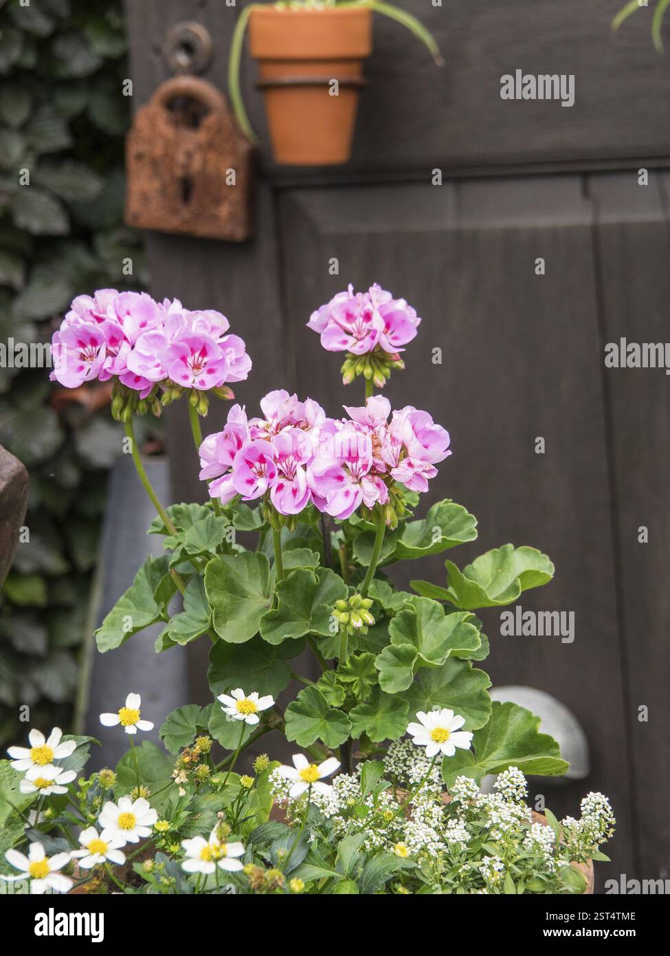 Beautifully flowering pink geraniums in front of a dark wooden wall ...