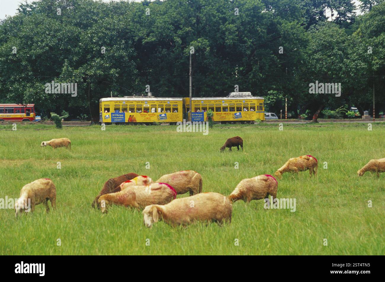 Animal tram transportation hi-res stock photography and images - Alamy