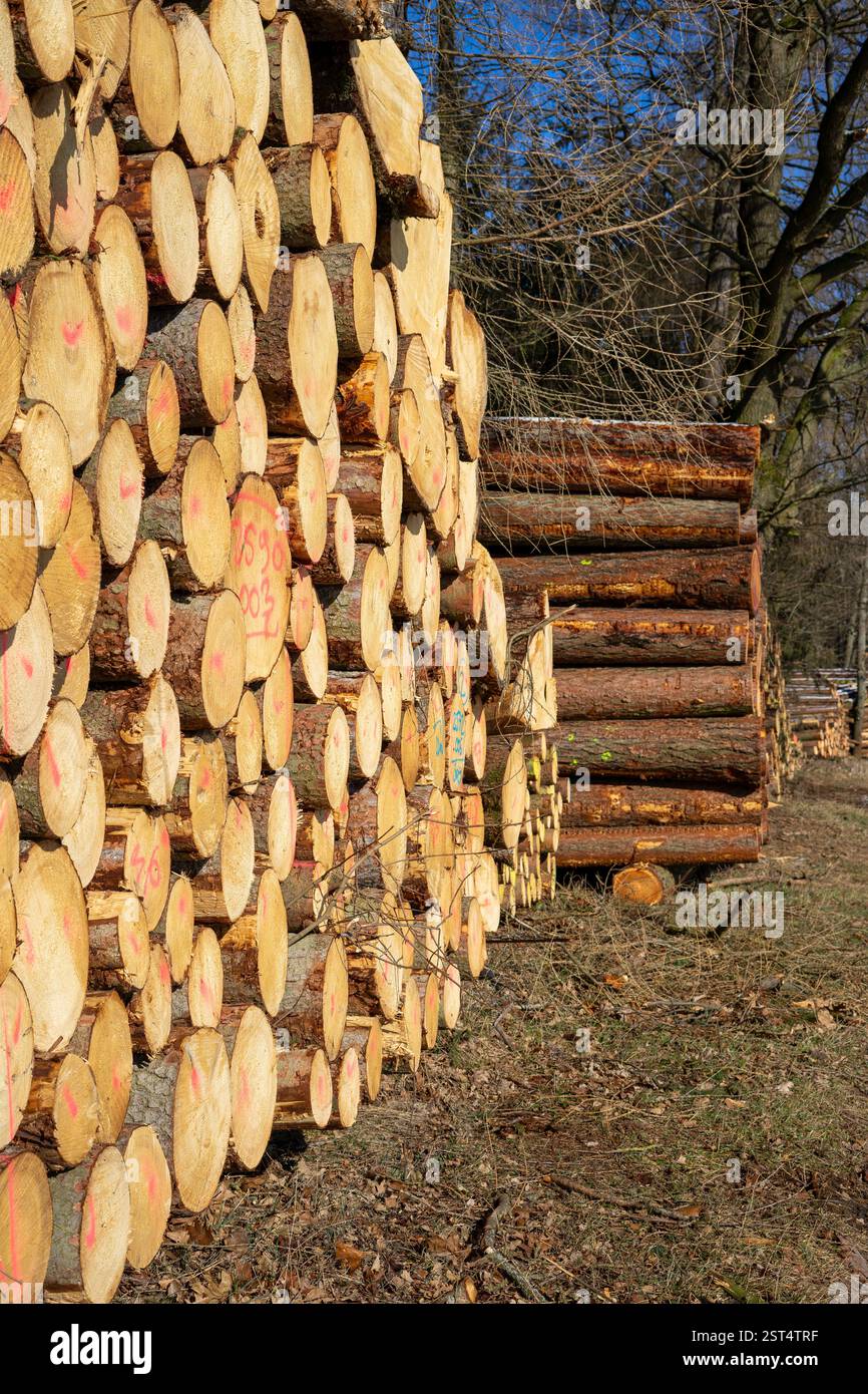 stack of tree trunks, Wooden industry vertical Stock Photo - Alamy
