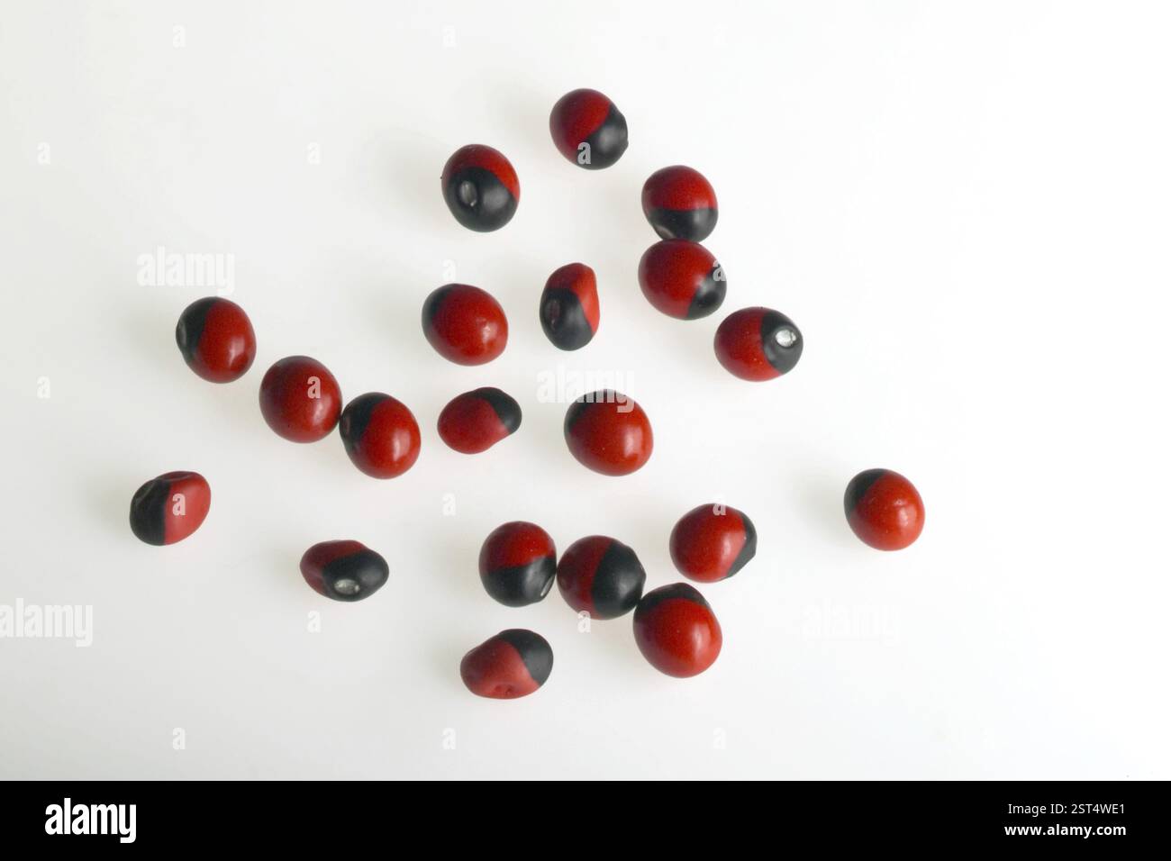 Gunja Chanothi, Chirmiti abrus precatorius Stock Photo - Alamy