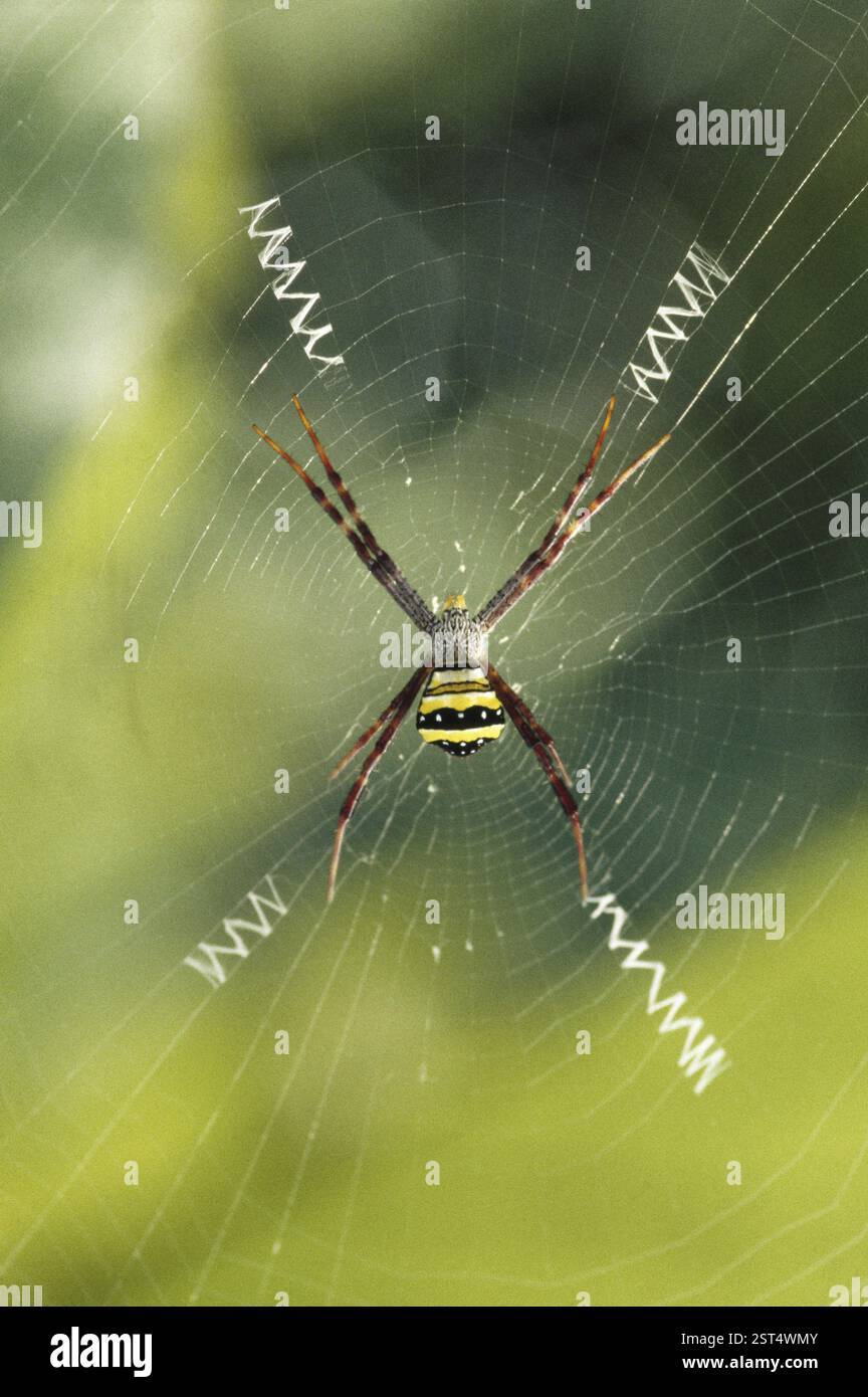 Signature Spider and Web Stock Photo - Alamy
