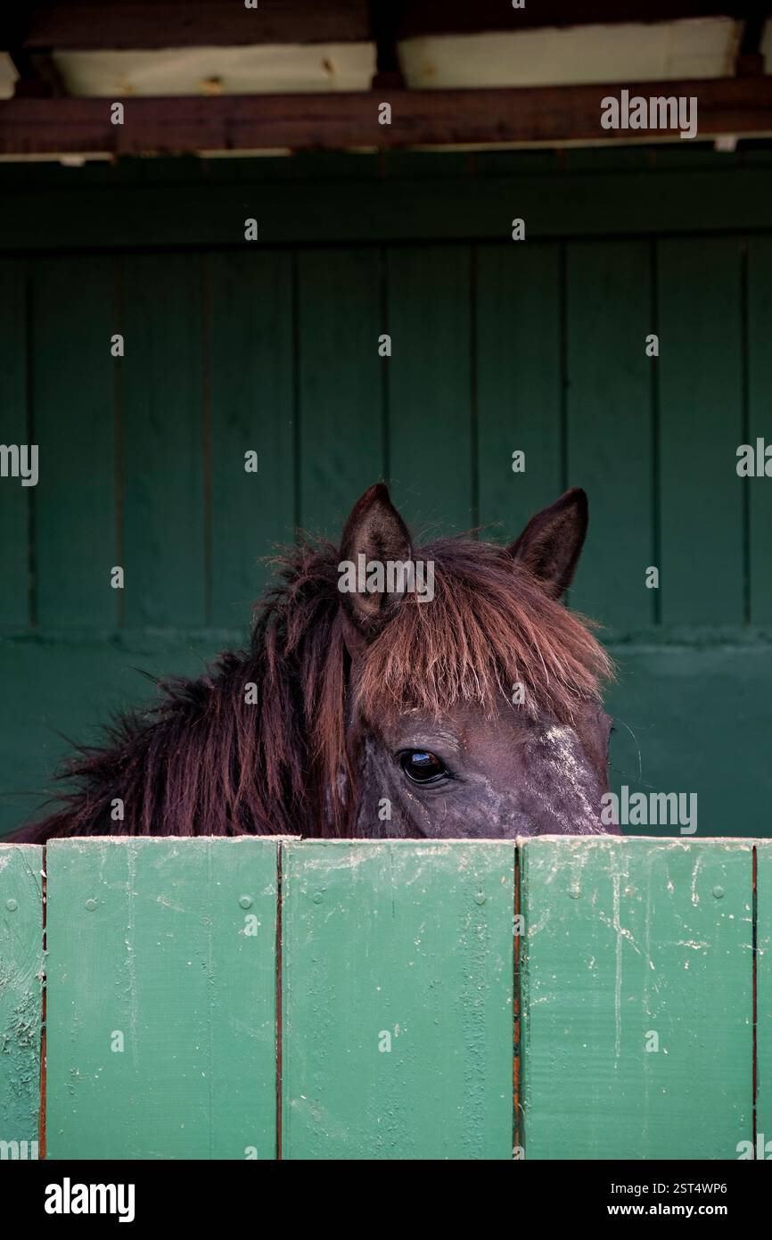 Closeup horses in ranch hi-res stock photography and images - Alamy