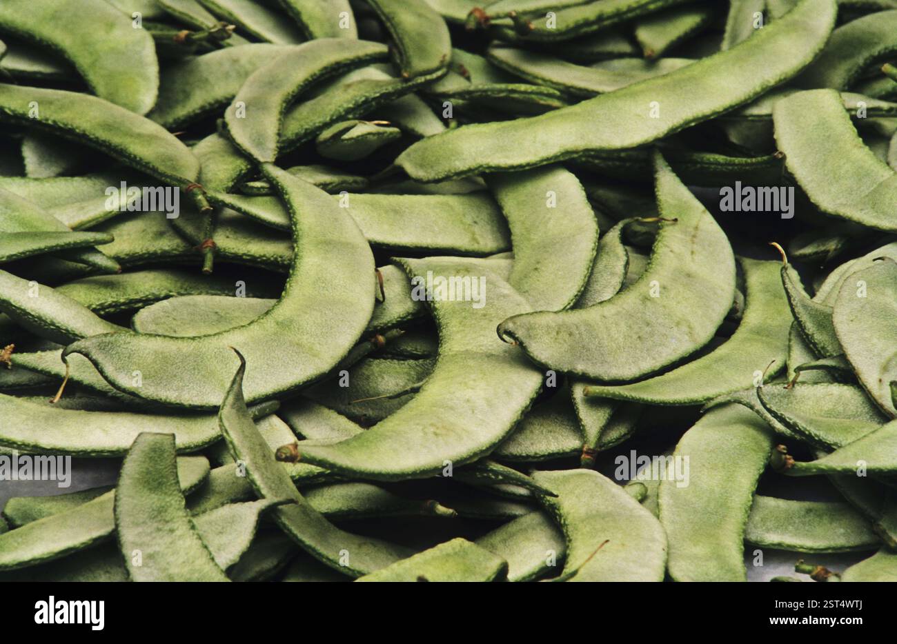 Vegetables - Field Beans Stock Photo - Alamy