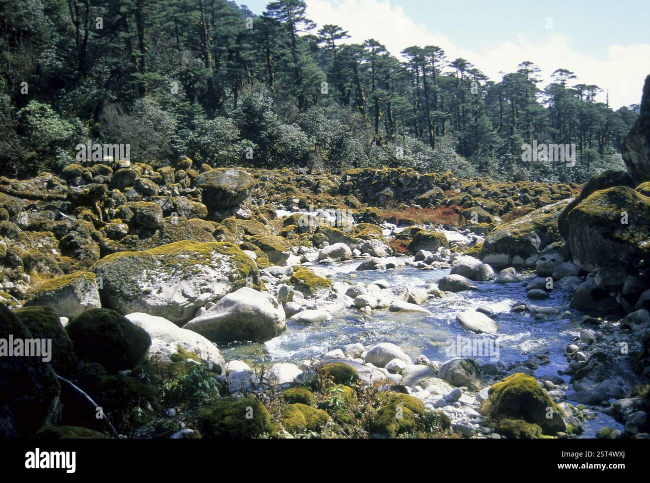 River flowing, Thangsing, sikkim, india Stock Photo - Alamy