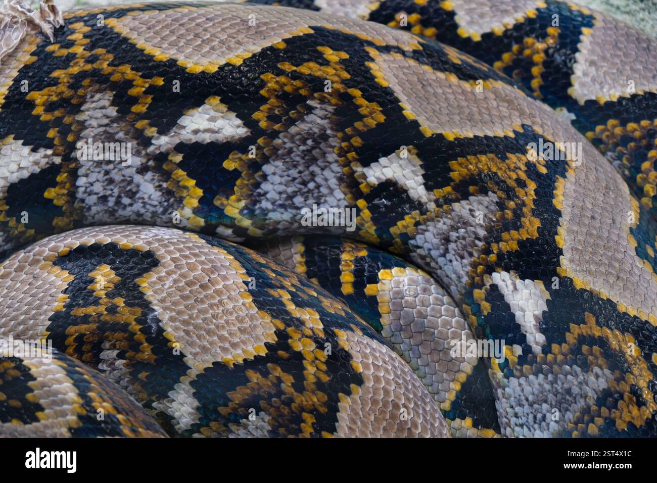 Close-up pohoto skin pattern of phyton, selective focus Stock Photo - Alamy