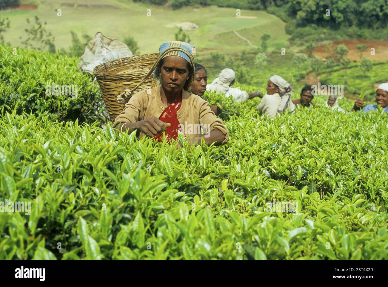 Munnar city, tea garden, kerala, india Stock Photo - Alamy