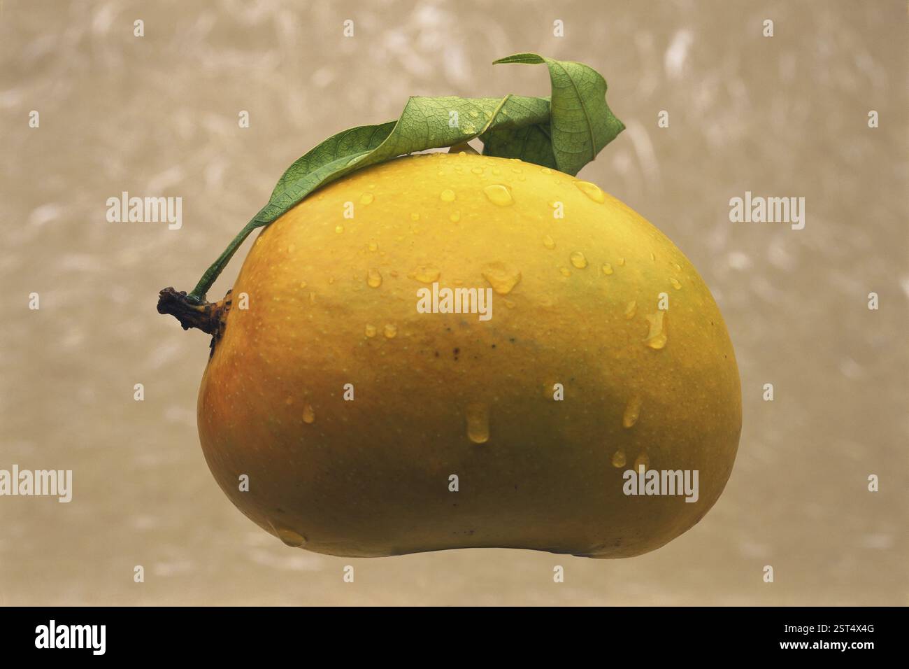 Still Life Of A Ripe Alphonso Mango fruit Stock Photo - Alamy