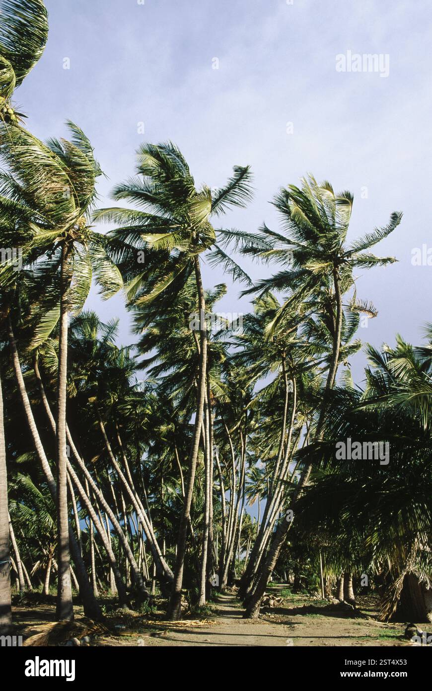 Coconut trees garden Cocos nucifera, kerala, india Stock Photo - Alamy