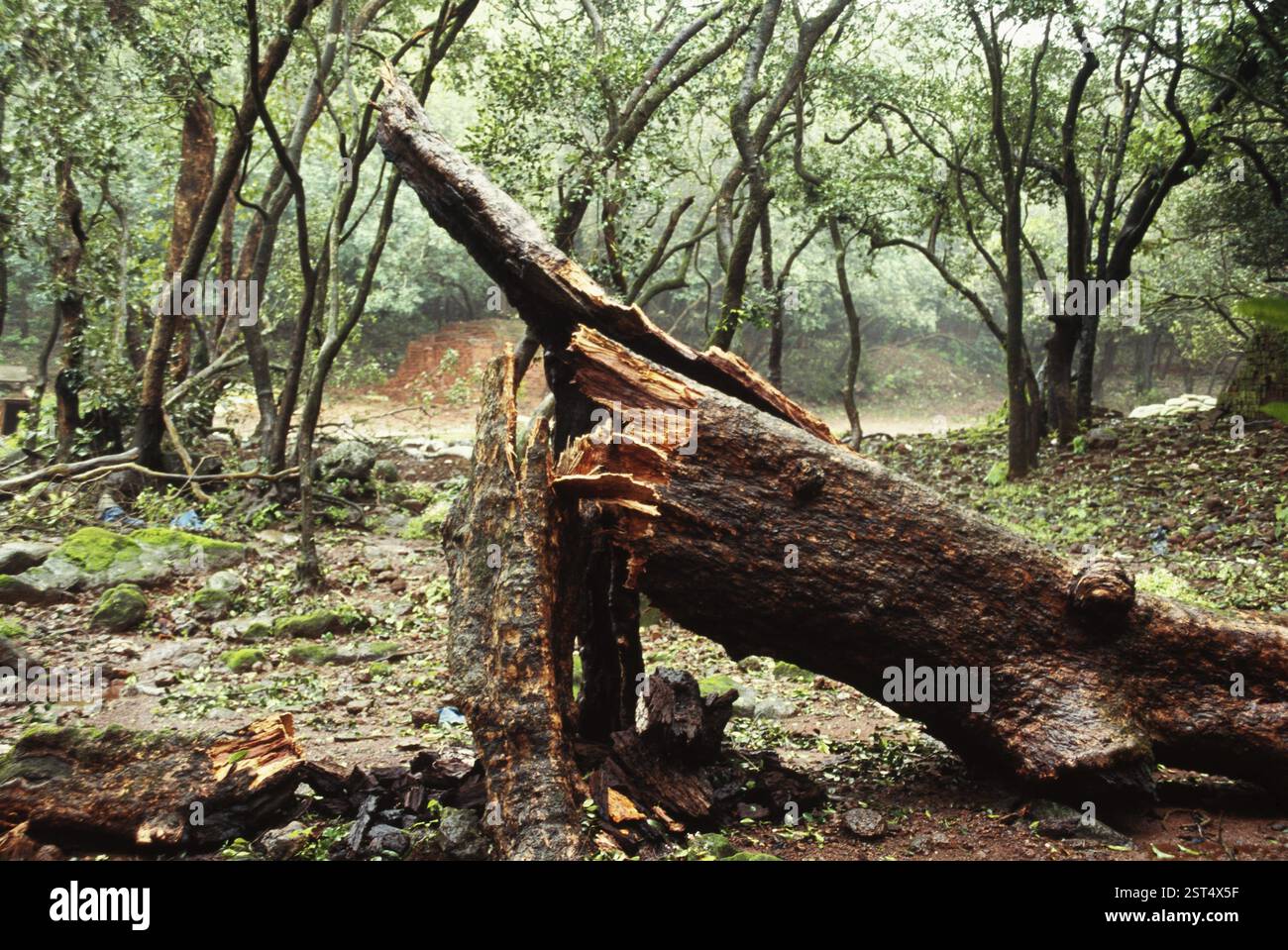 Monsoon falls hi-res stock photography and images - Alamy