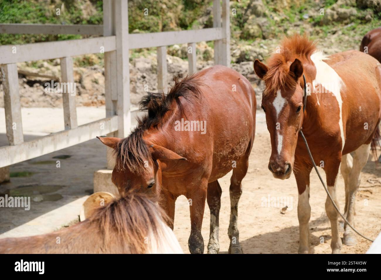 Closeup horses in ranch hi-res stock photography and images - Alamy