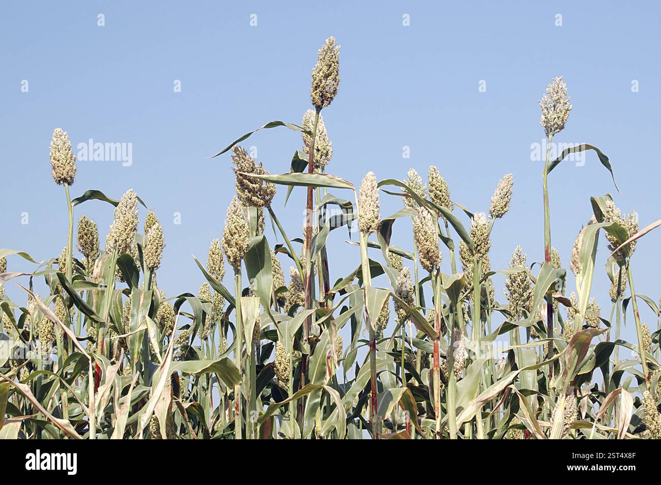 Field of Food Grain, Jawar Sorghum, India, Asia Stock Photo - Alamy