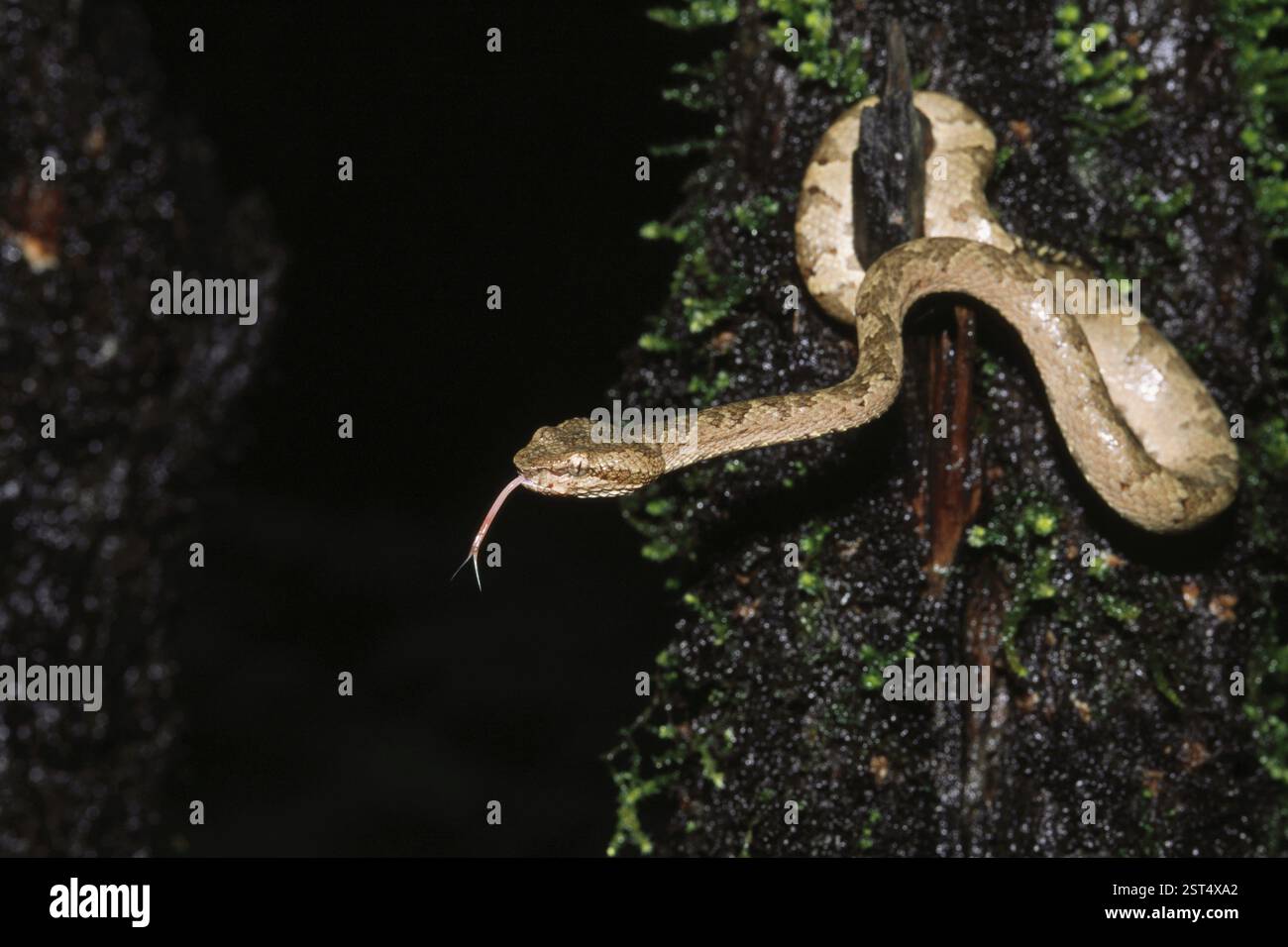 Reptiles, Snakes, Indian Malabar Pit Viper Stock Photo - Alamy