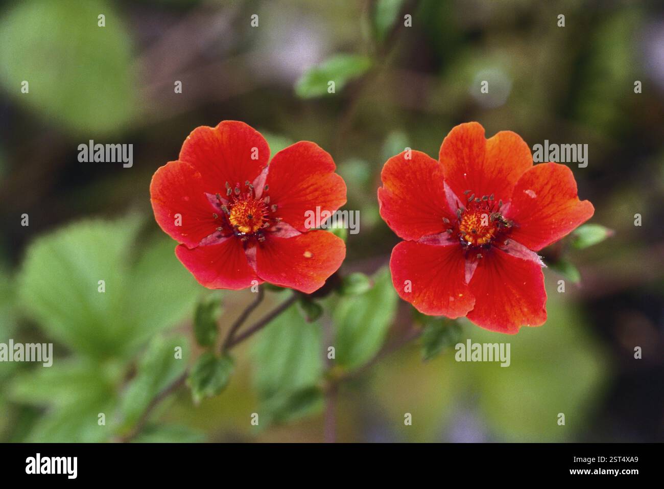 Potentilla nepalensis plant hi-res stock photography and images - Alamy