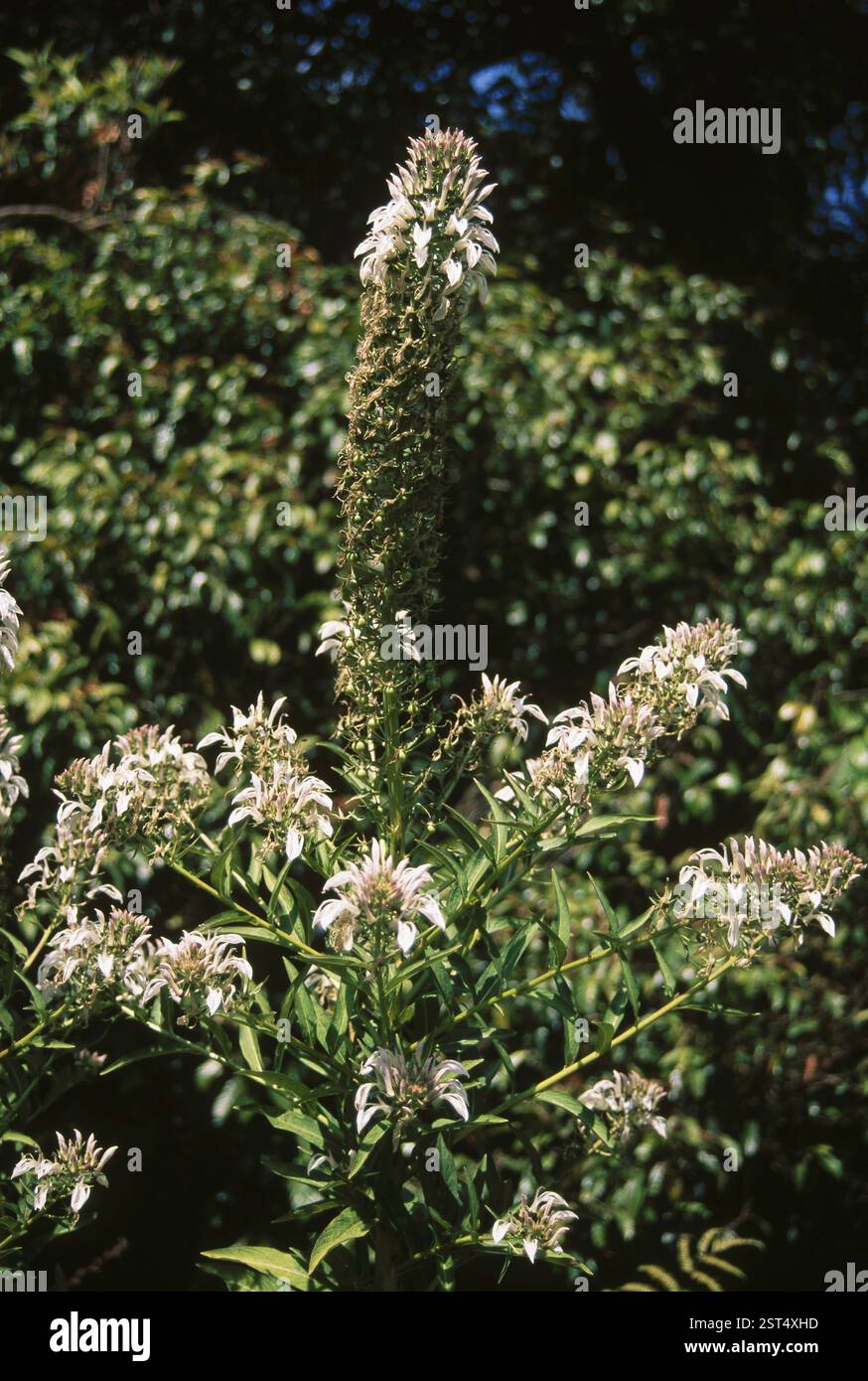 Labelia nicotainaefolia, coorg, karnataka, india Stock Photo - Alamy