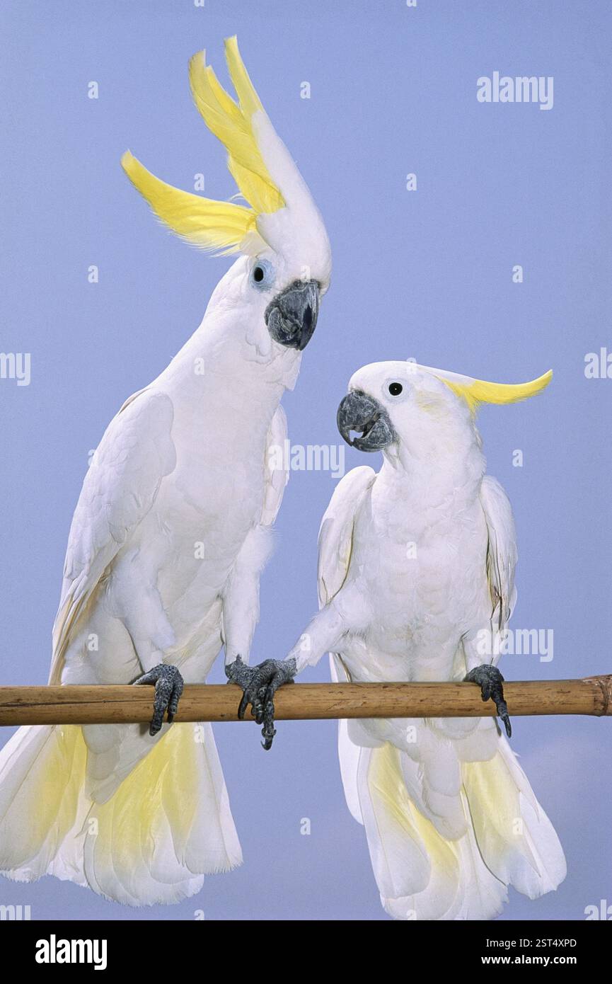 Triton Cockatoo Pair