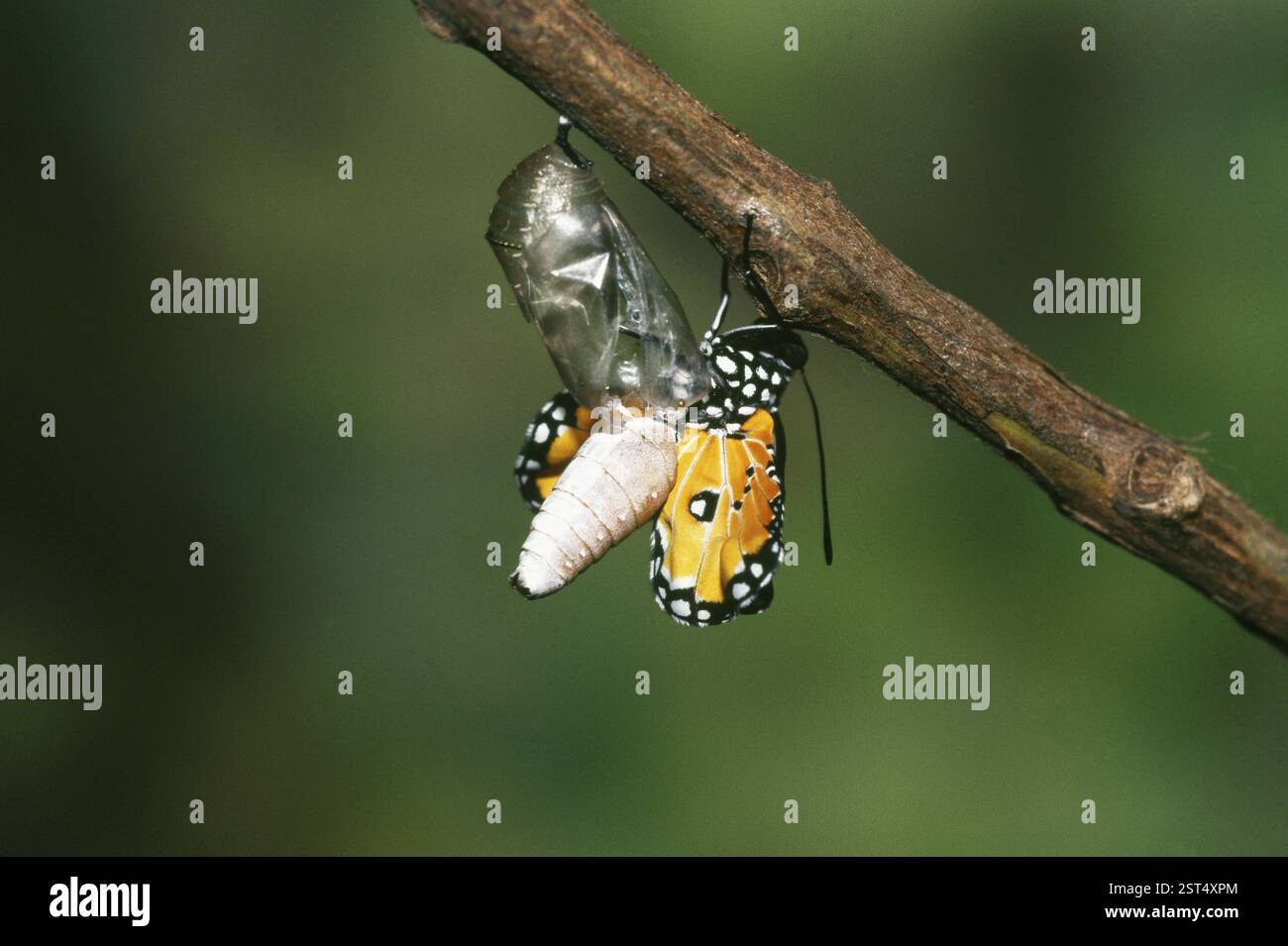 Insects, Butterfly, Emergence Plain Tiger Danaus Chrysippus-8 Stock ...