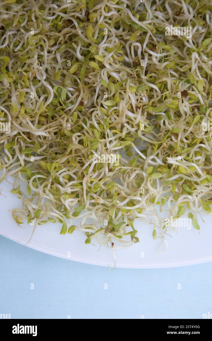 Alfa alfa sprout, Ghoraghas, Rajka, Natural Health food, Minerals like ...