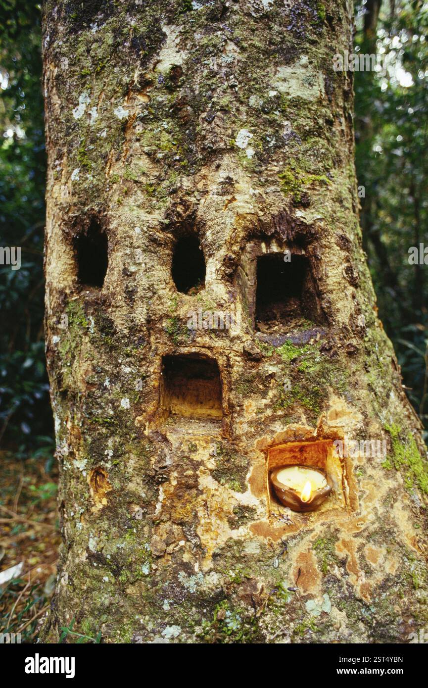 Indian marriage tree hi-res stock photography and images - Alamy