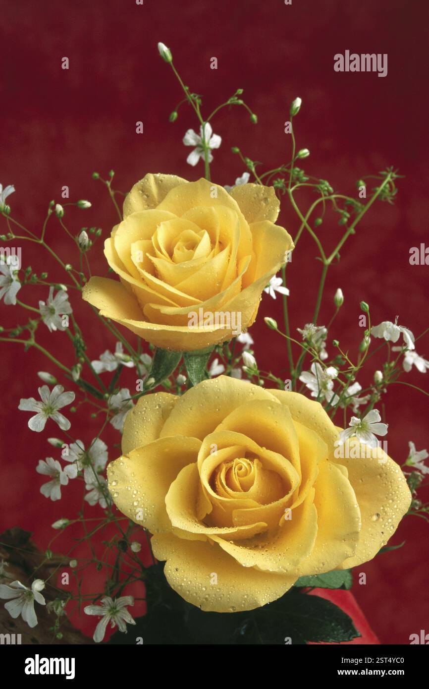 Bouquet, flowers arrangement of yellow roses Stock Photo - Alamy