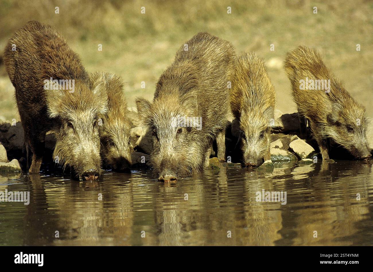 Wild Boar Sus scrofa cristatus drinking water, Sariska wildlife ...