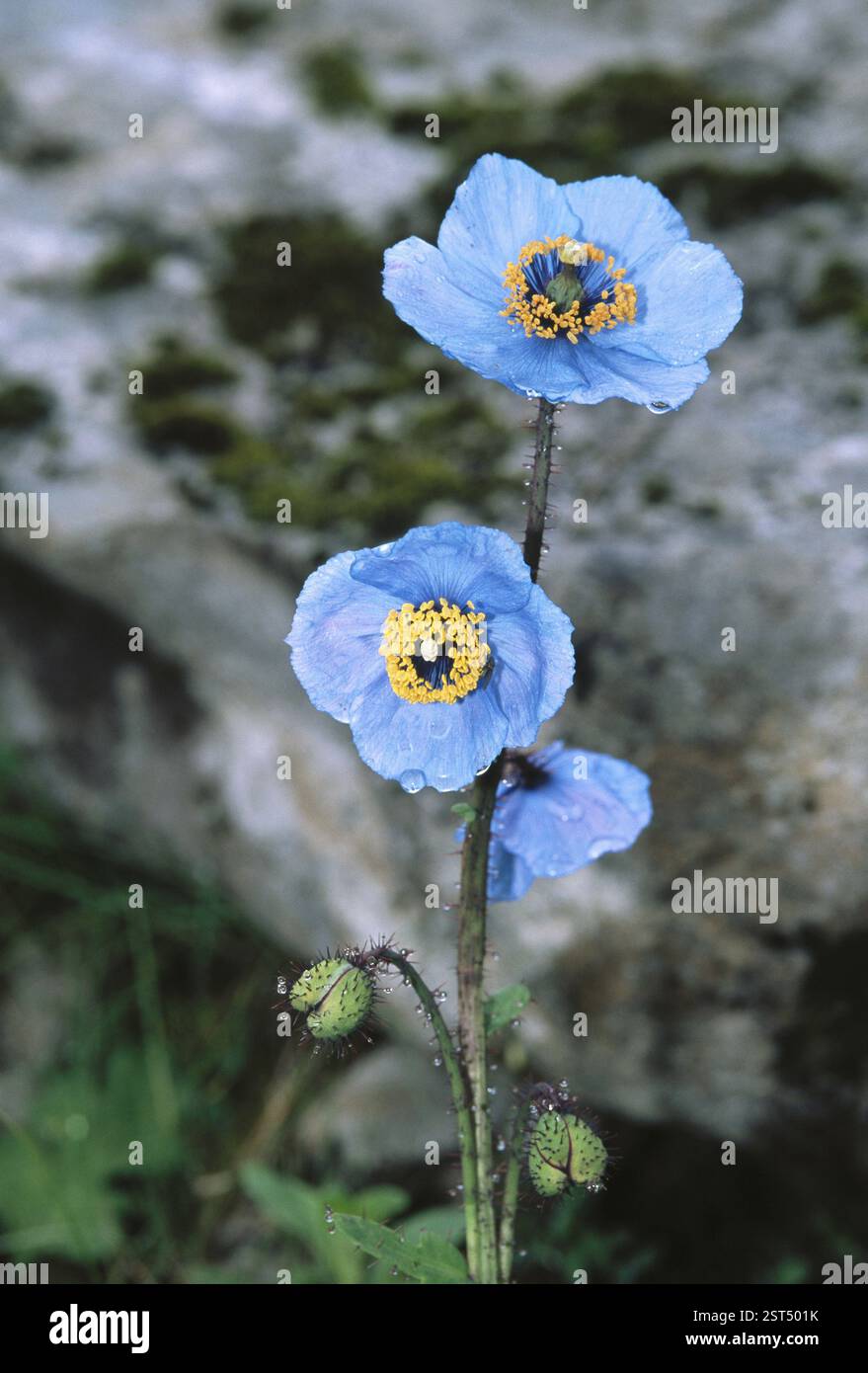 Himalayan flower blue poppy Meconopsis betonicifolia, valley of flower ...