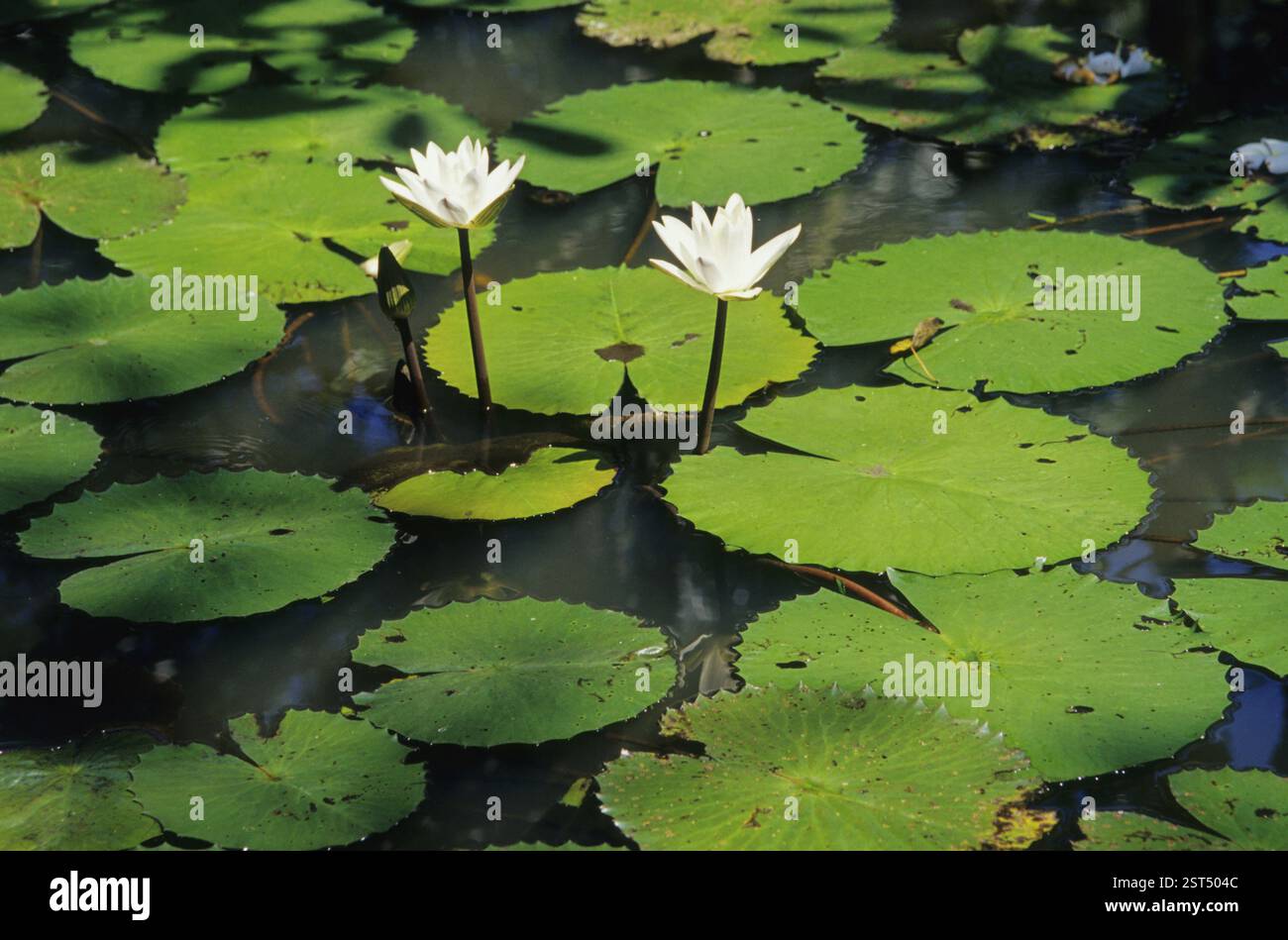 Colombo, Sri Lanka, Asia Stock Photo - Alamy