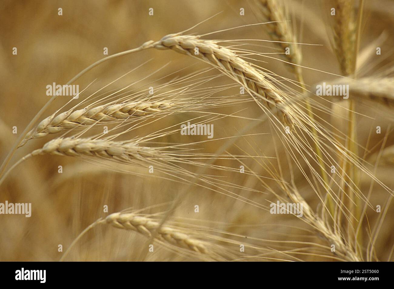 Wheat food india hi-res stock photography and images - Alamy