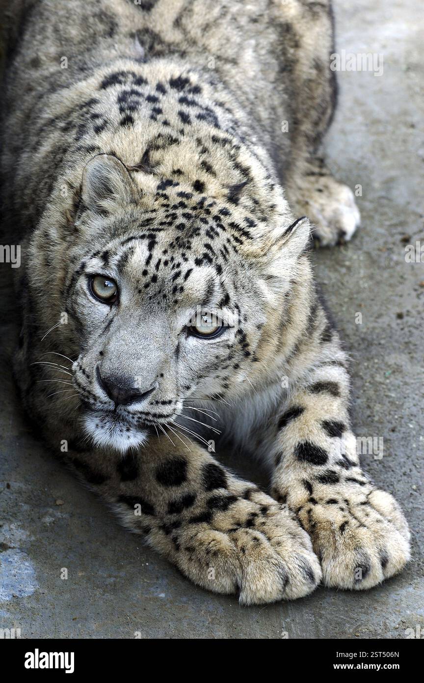 Wild animal Snow Leopard (Panthera uncia) or Ounce portrait near Simla ...
