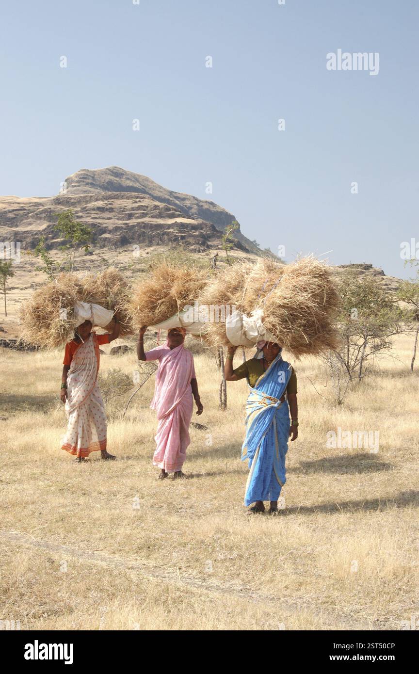 Women carrying grass cattle feed bundles on head, Sangamner ...