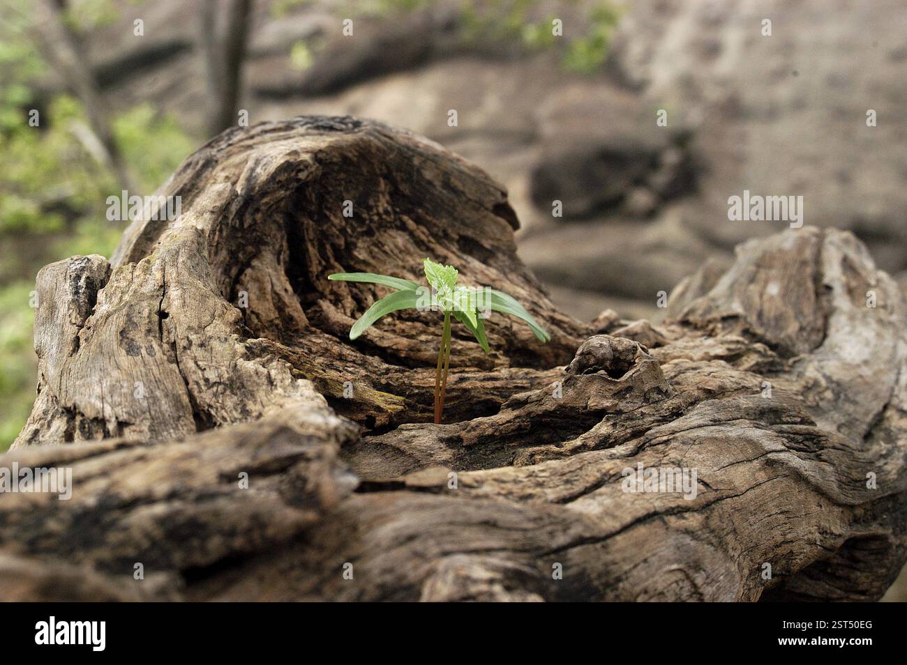 A sapling coming out of a dead tree at Sanjay Gandhi National Park ...